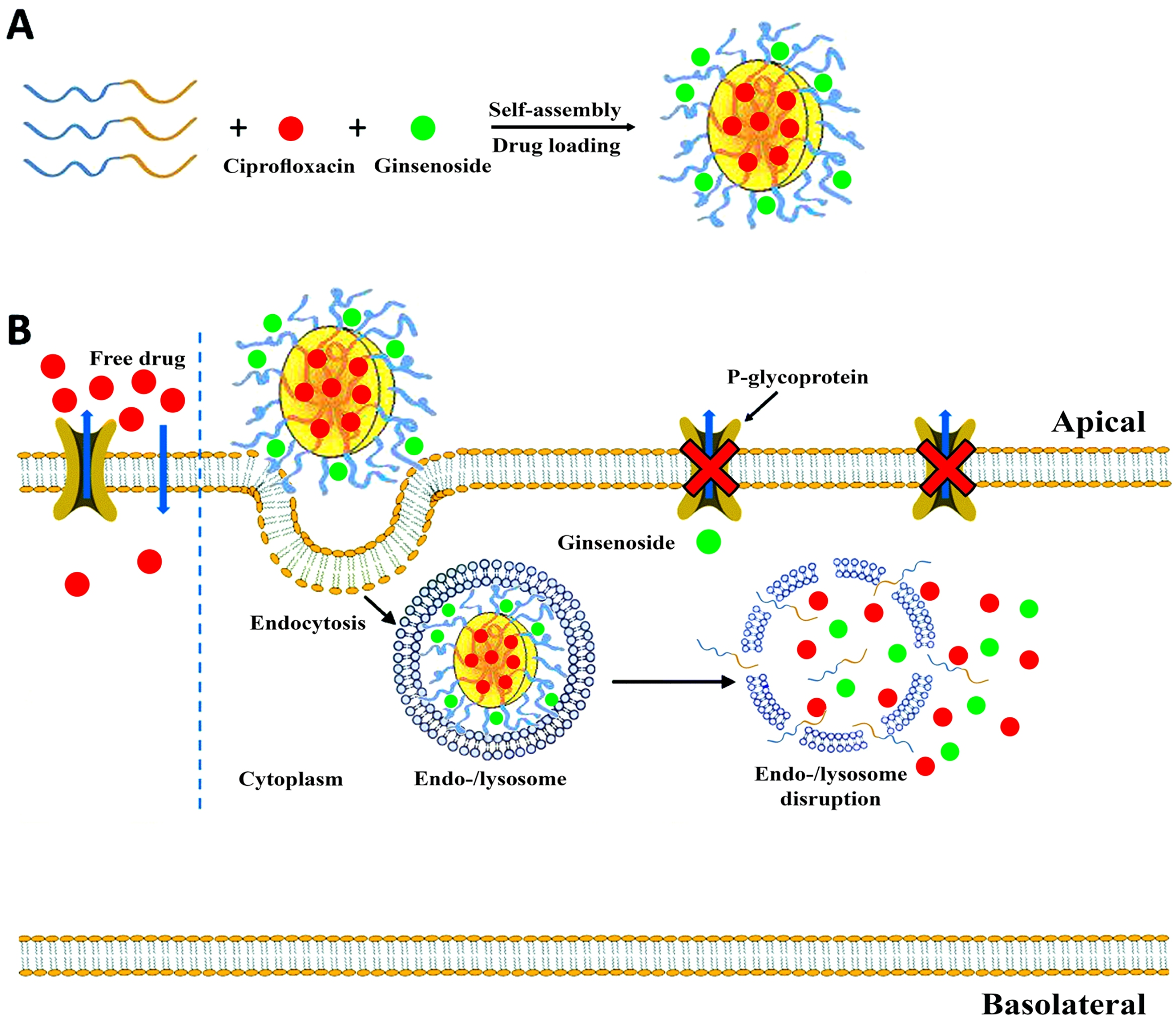 Molecules | Free Full-Text | Permeability of Ciprofloxacin-Loaded ...