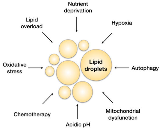 Molecules | Free Full-Text | Lipid Droplets in Cancer: Guardians of Fat ...