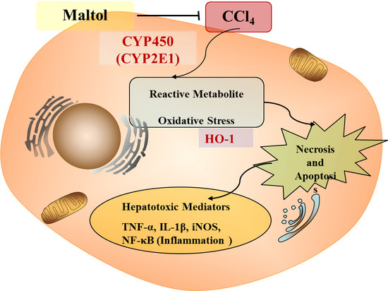 Molecules | Free Full-Text | The Liver Protection Effects of Maltol, a ...