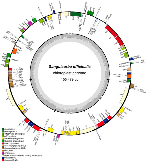 Complete Chloroplast Genomes from Sanguisorba: Identity and Variation ...