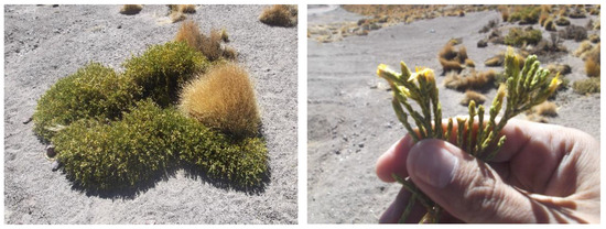 Gastroprotective Activity of Parastrephia quadrangularis (Meyen ...