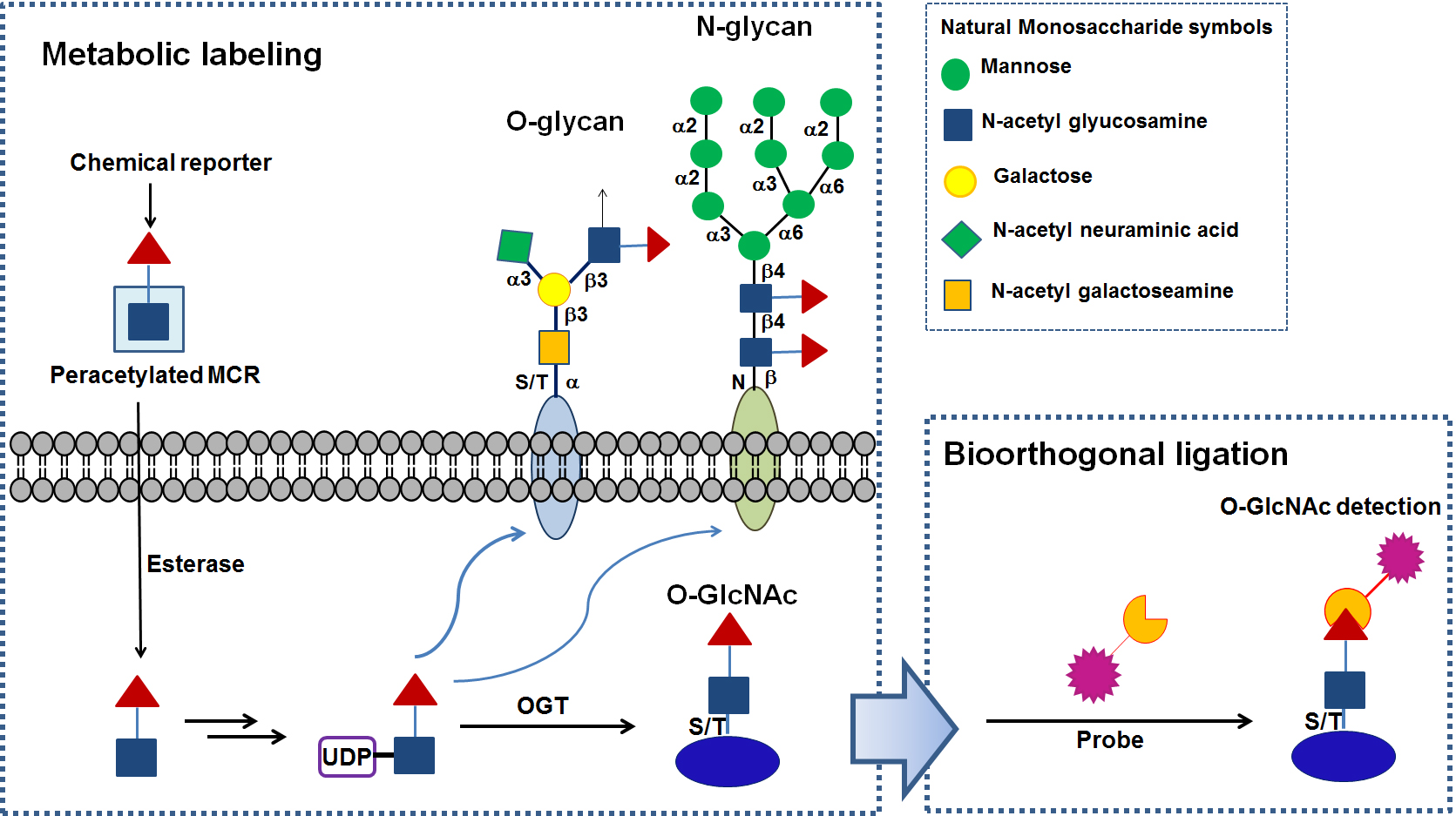 Molecules | Free Full-Text | Chemical Reporters and Their Bioorthogonal ...