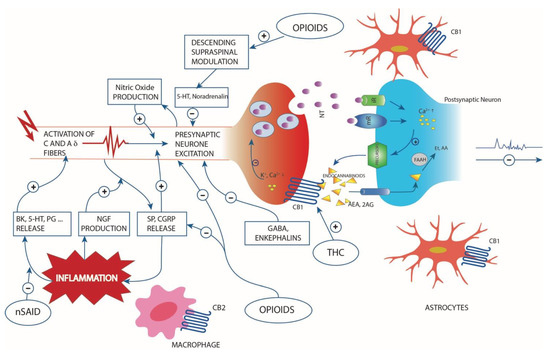 Cannabinoid Delivery Systems for Pain and Inflammation Treatment