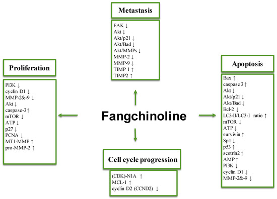 Molecular Targets Modulated by Fangchinoline in Tumor Cells and ...