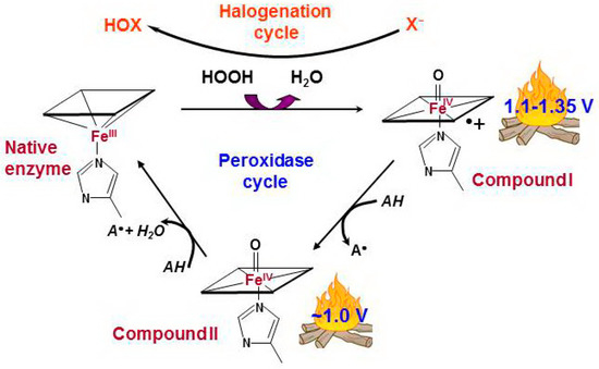 Peroxidase Activity of Human Hemoproteins: Keeping the Fire under Control