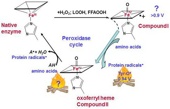 Peroxidase Activity of Human Hemoproteins: Keeping the Fire under Control