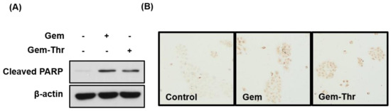 Synthesis of Gemcitabine-Threonine Amide Prodrug Effective on ...