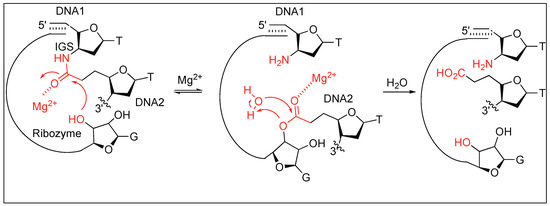 Amide Bond Activation of Biological Molecules
