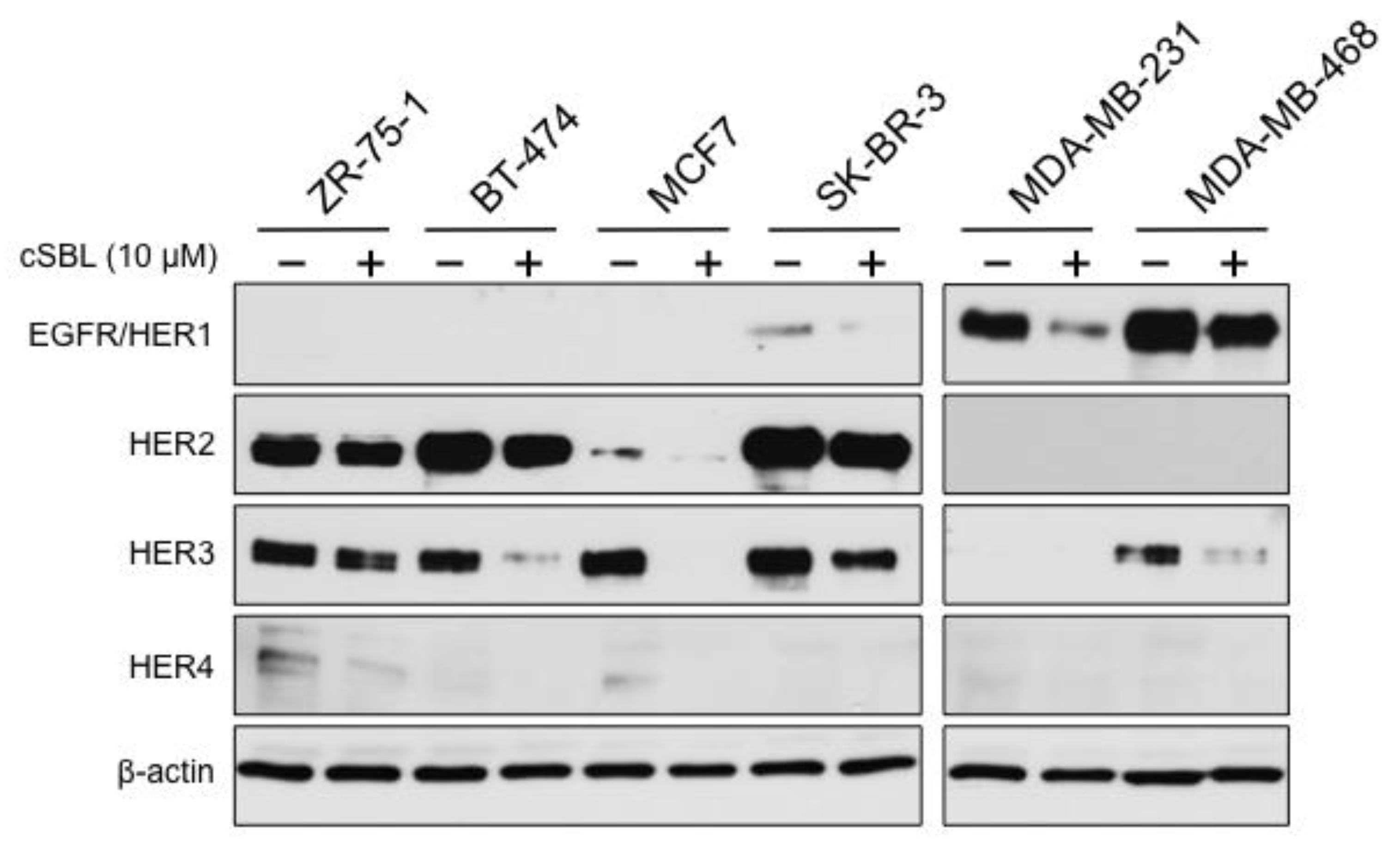 Sialic Acid-Binding Lectin from Bullfrog Eggs Exhibits an Anti-Tumor Effect Against Breast ...