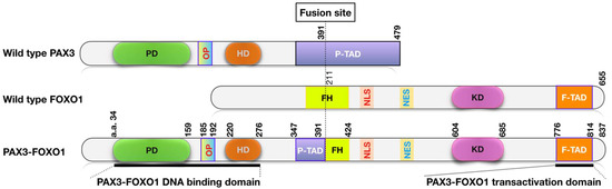 Therapeutic Approaches Targeting PAX3-FOXO1 and Its Regulatory and ...