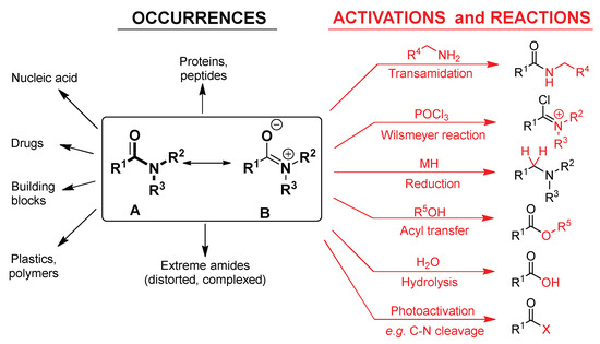 Amide Activation in Ground and Excited States