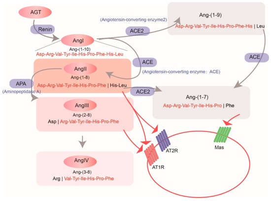 A Genomic Survey of Angiotensin-Converting Enzymes Provides Novel ...