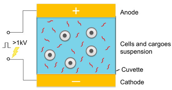 A Review on Electroporation-Based Intracellular Delivery
