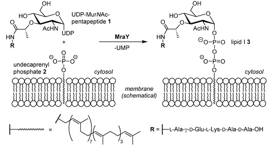 Molecules | Free Full-Text | Aminoribosylated Analogues of Muraymycin ...