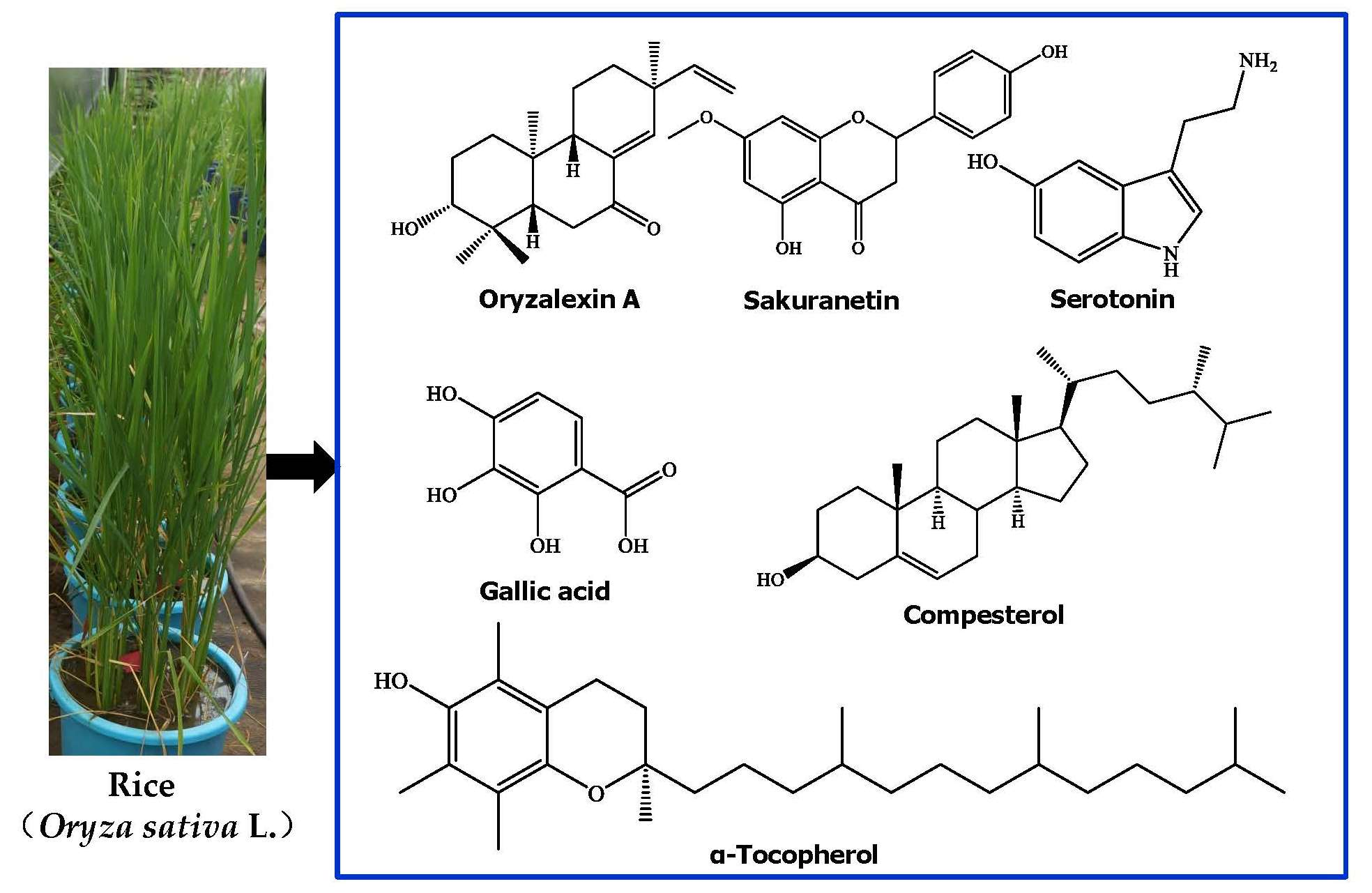 Molecules | Free Full-Text | Rice Secondary Metabolites: Structures ...