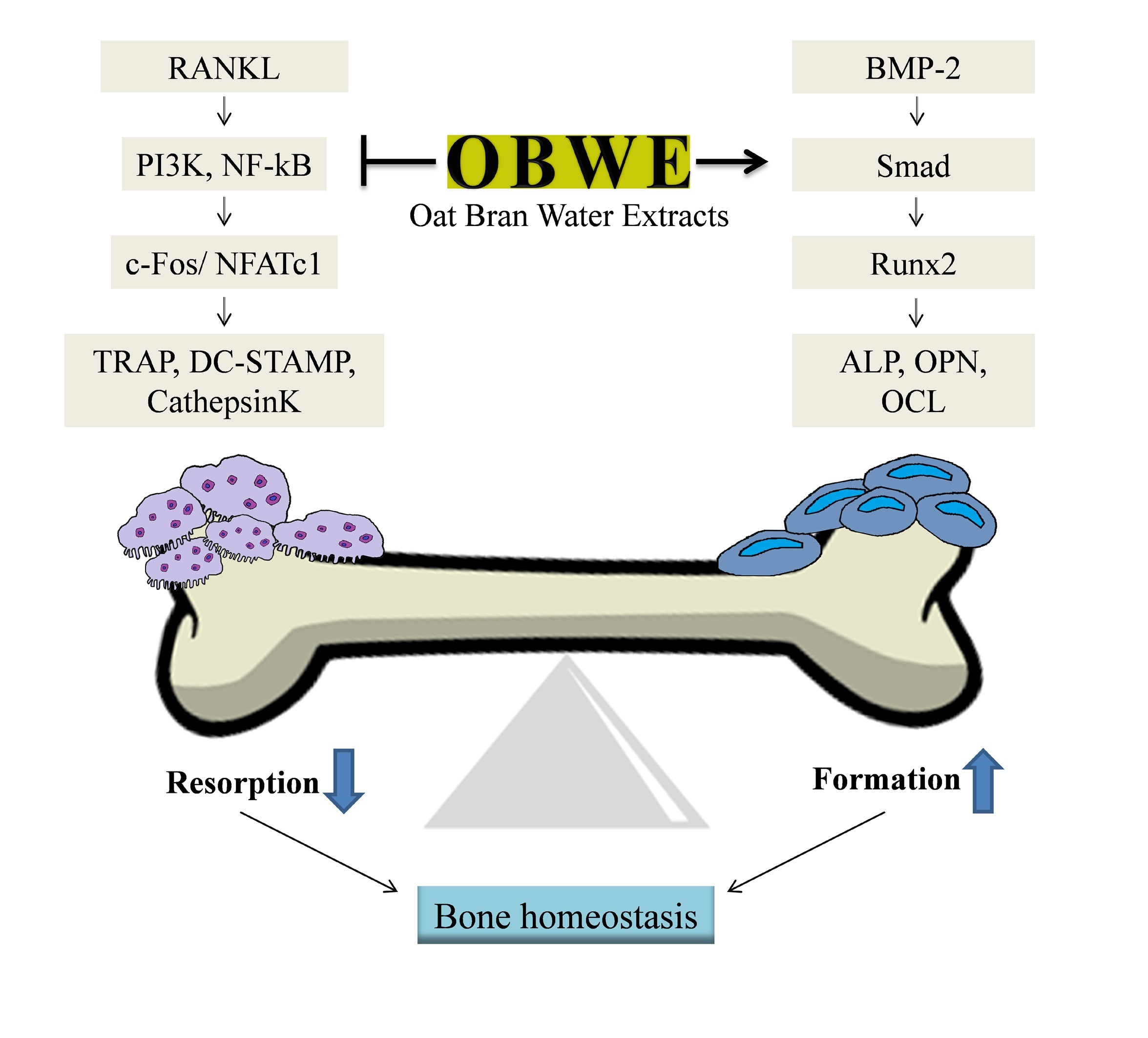 Molecules | Free Full-Text | The Dual Role of Oat Bran Water Extract in ...