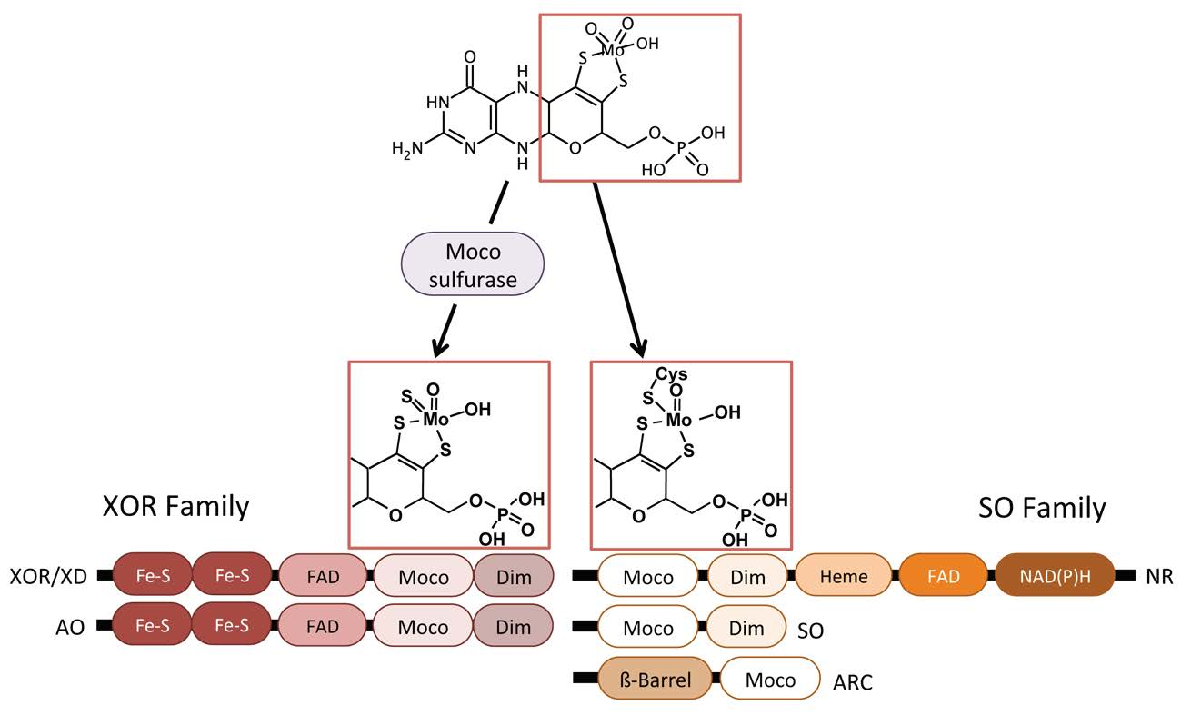 Molecules | Free Full-Text | From the Eukaryotic Molybdenum Cofactor ...