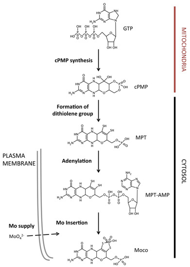 From the Eukaryotic Molybdenum Cofactor Biosynthesis to the ...