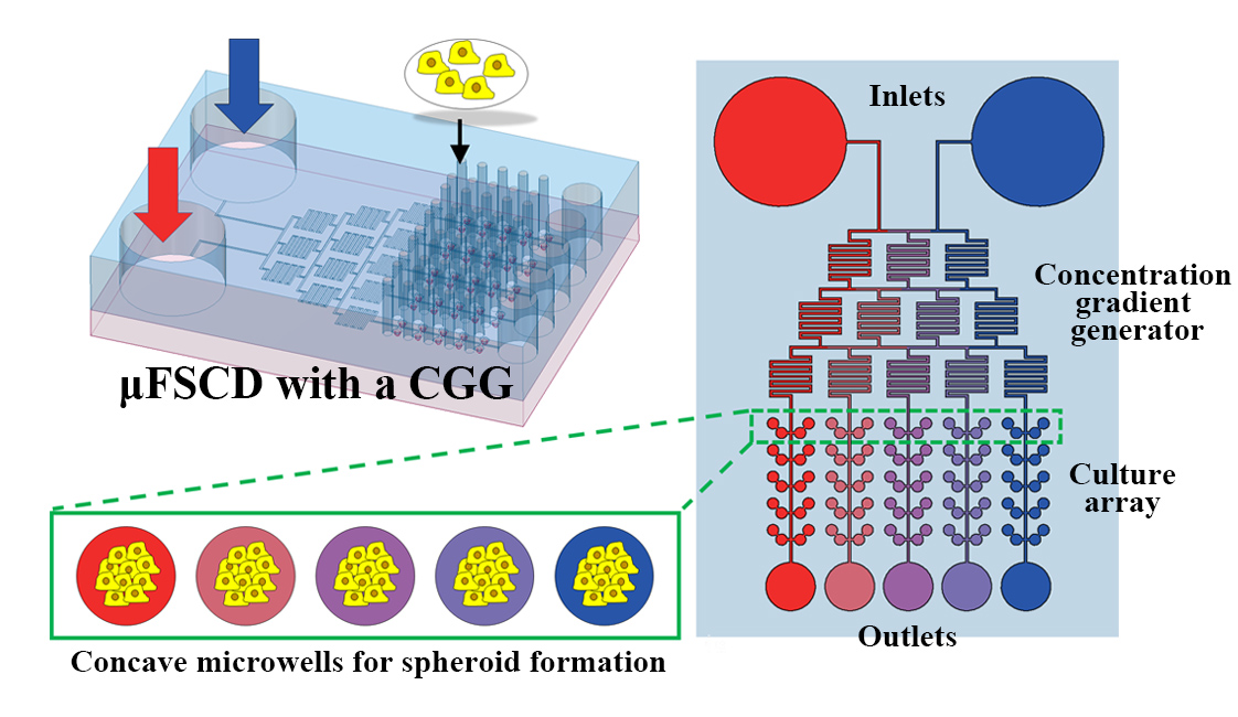 Molecules | Free Full-Text | A Microfluidic Spheroid Culture Device ...