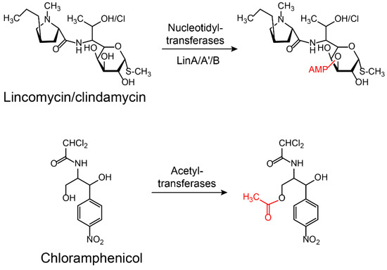 Molecules that Inhibit Bacterial Resistance Enzymes