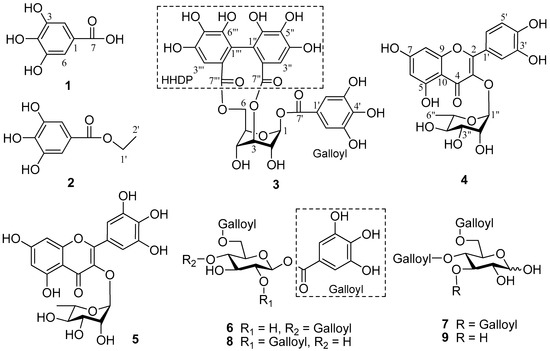 Cytotoxic Effects of Compounds Isolated from Ricinodendron heudelotii