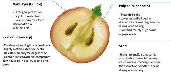Molecules | Free Full-Text | Deconstructing Wine Grape Cell Walls with ...