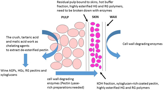 Deconstructing Wine Grape Cell Walls with Enzymes During Winemaking ...