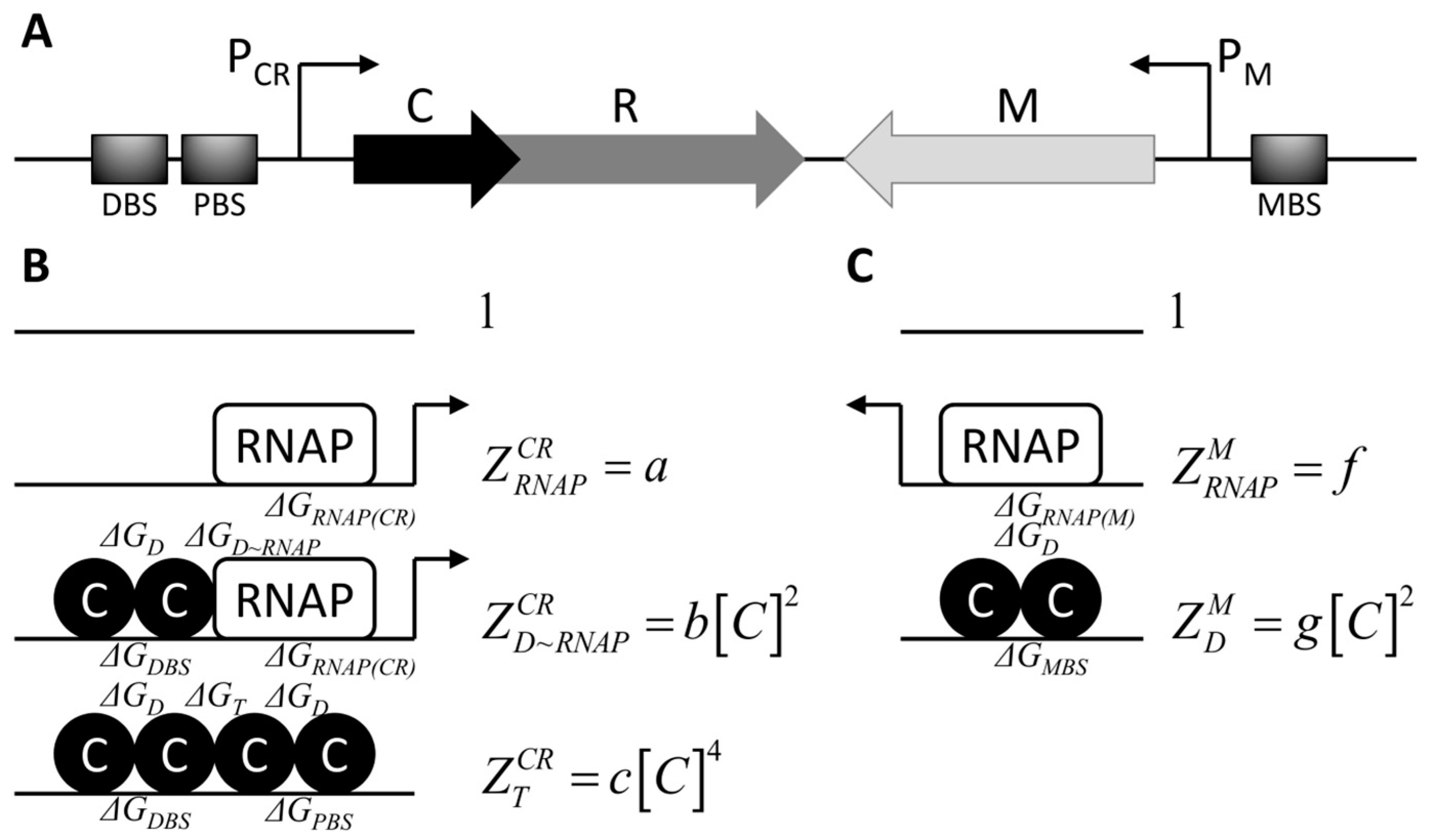 Effects of Population Dynamics on Establishment of a Restriction ...