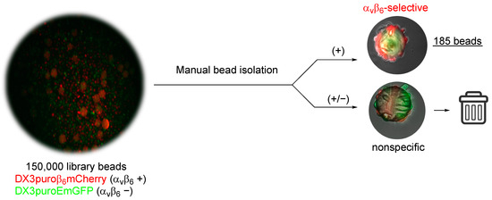 Identification, Characterization, and Optimization of Integrin αvβ6 ...