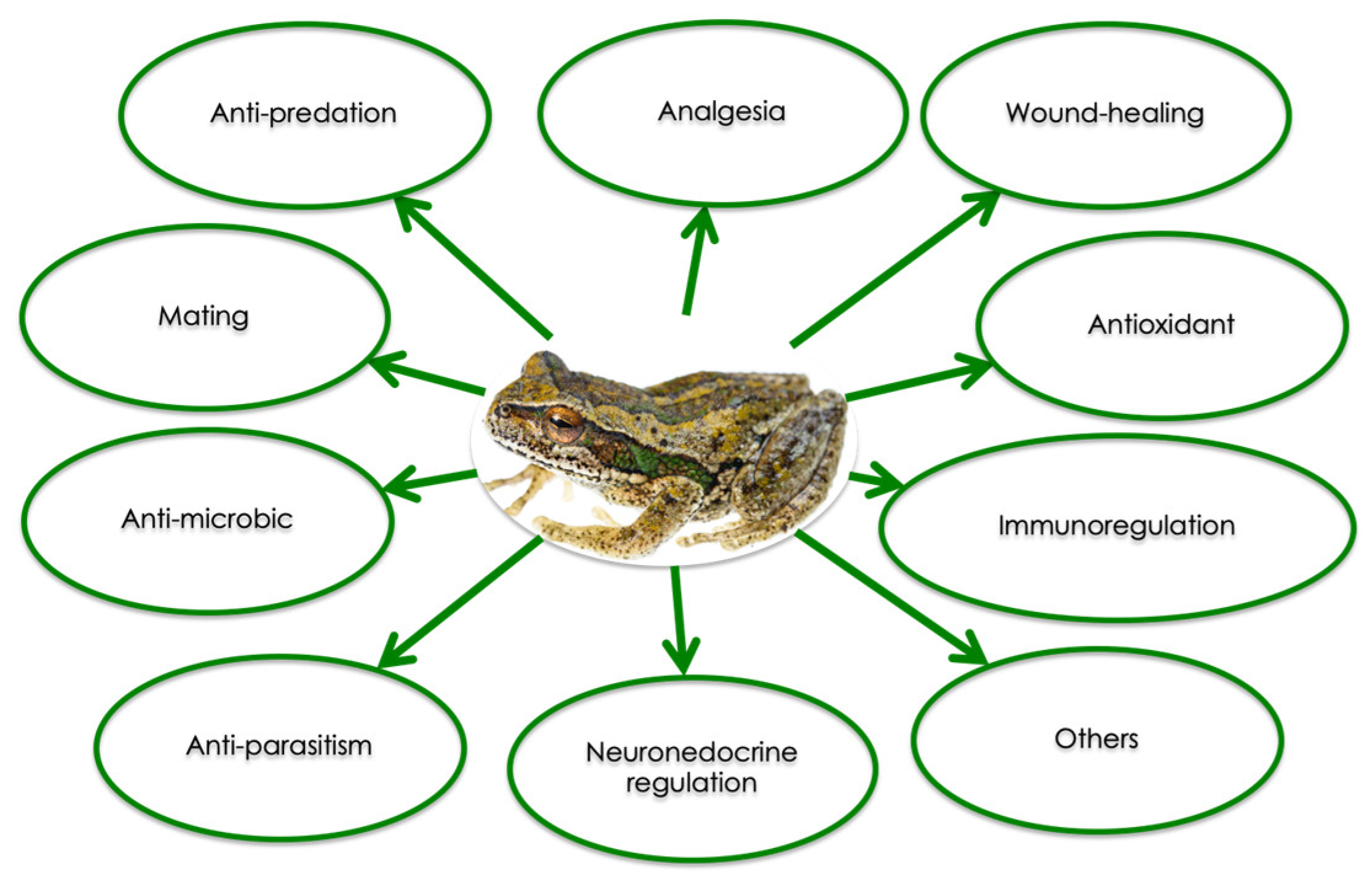 Peptides for Skin Protection and Healing in Amphibians