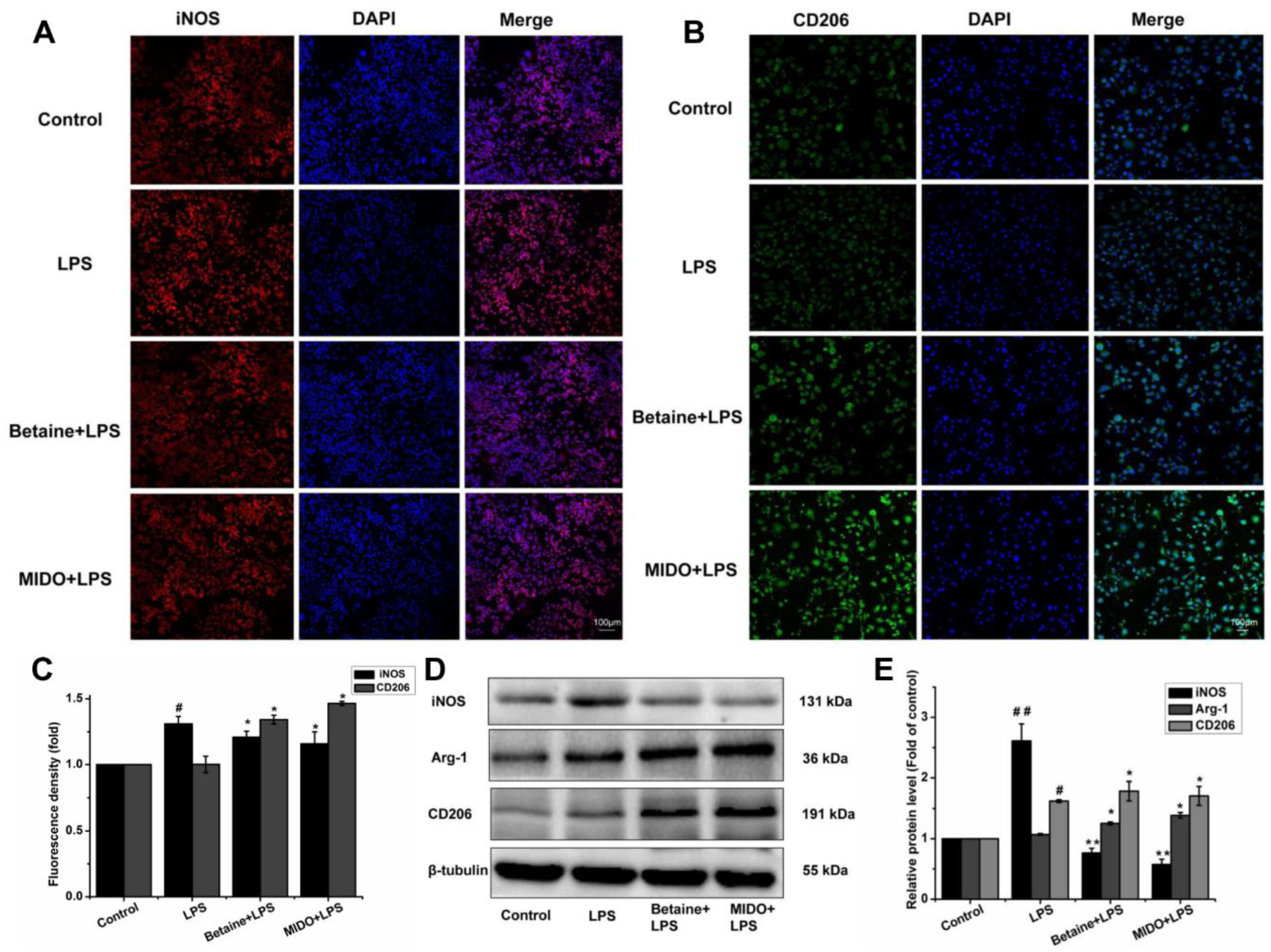 Effects of Betaine on LPS-Stimulated Activation of Microglial M1/M2 ...