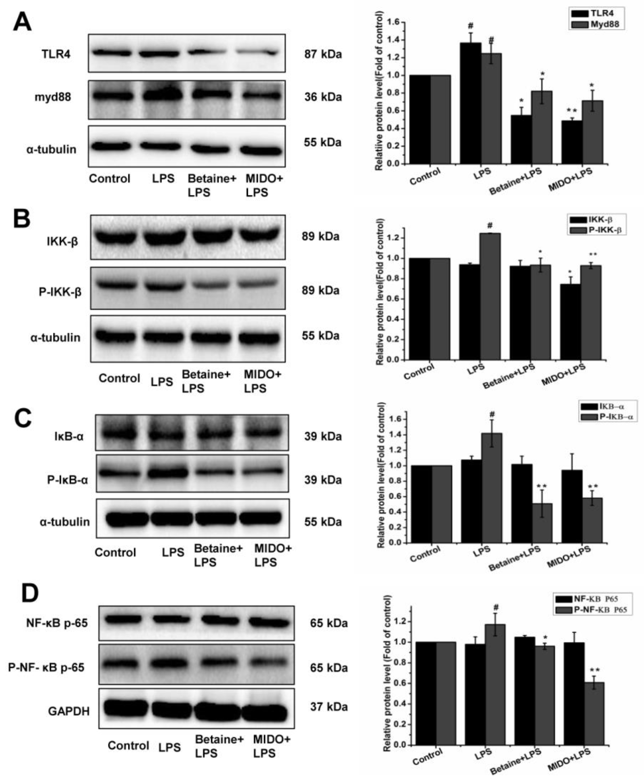 Effects of Betaine on LPS-Stimulated Activation of Microglial M1/M2 ...