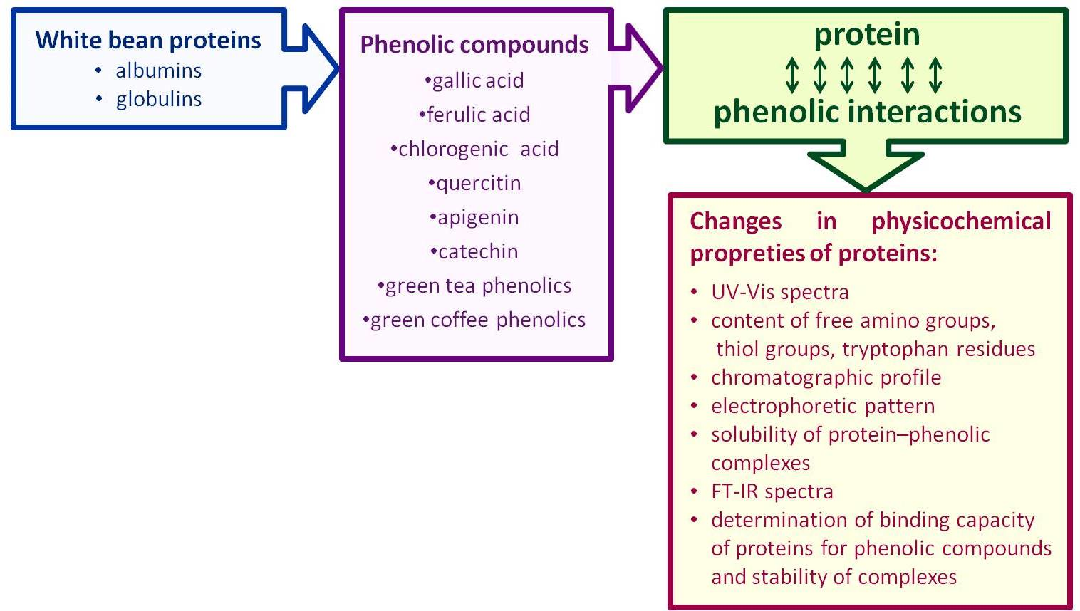 Molecules | Free Full-Text | Protein–Phenolic Interactions as a Factor ...