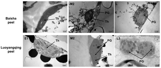 Microscopic Analyses of Fruit Cell Plastid Development in Loquat ...