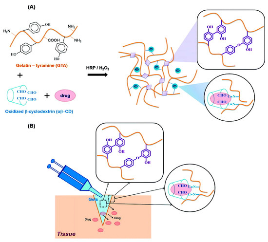 Hydrogels and Their Applications in Targeted Drug Delivery