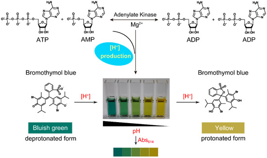 A Convenient, Rapid, Sensitive, and Reliable Spectrophotometric Assay ...