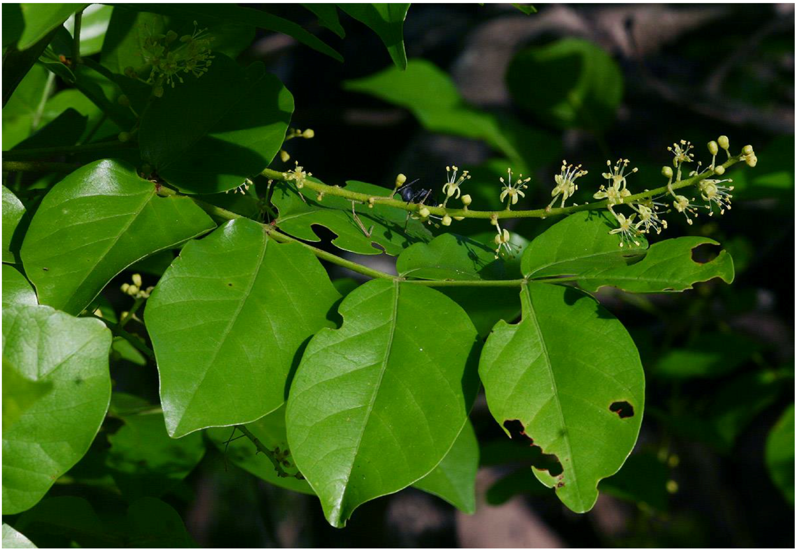 Review of Ethnomedicinal, Phytochemical and Pharmacological Properties ...