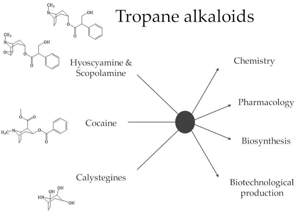 Molecules | Free Full-Text | Tropane Alkaloids: Chemistry, Pharmacology, Biosynthesis and Production