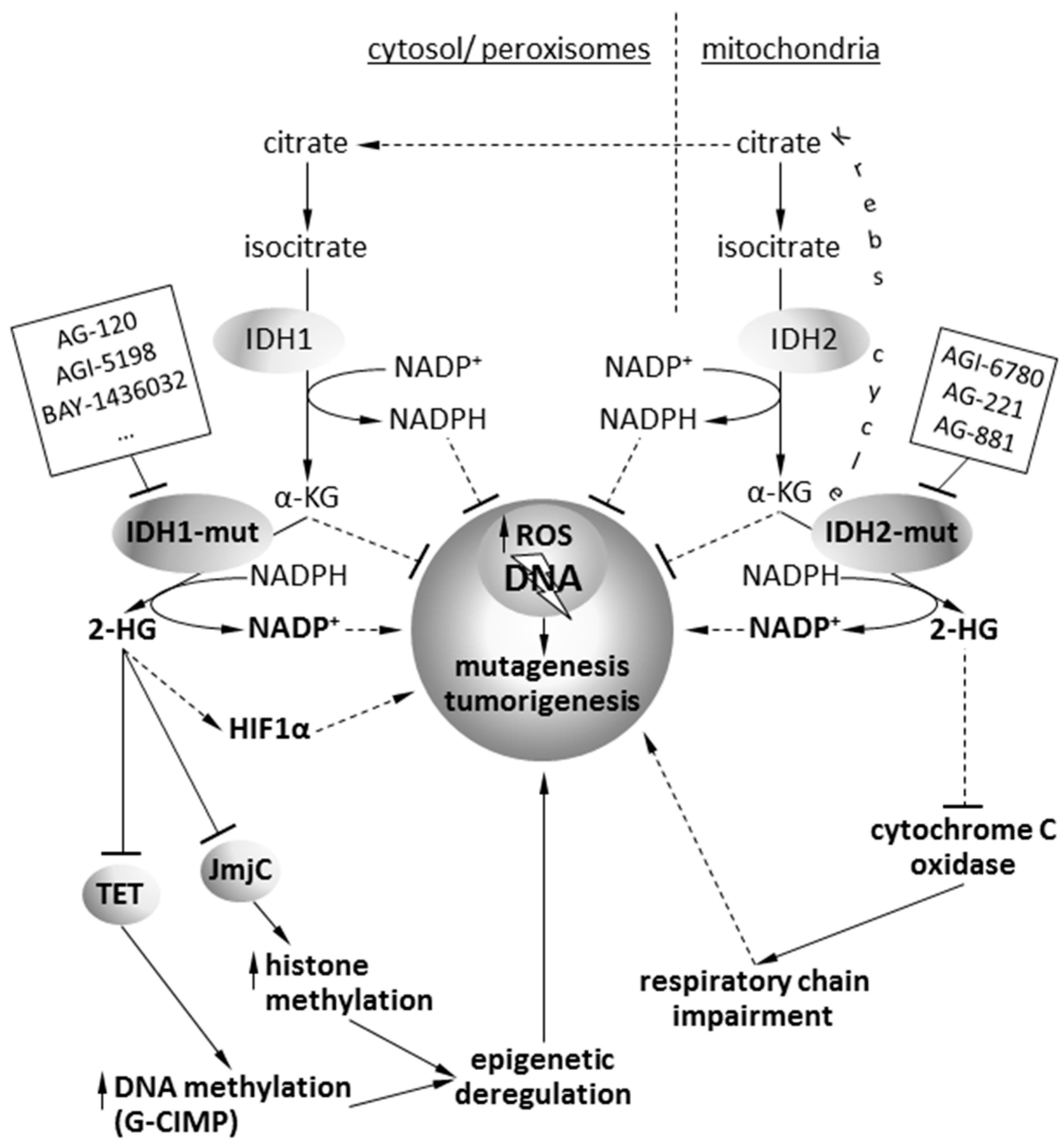 Consequences of IDH1/2 Mutations in Gliomas and an Assessment of Inhibitors Targeting Mutated ...