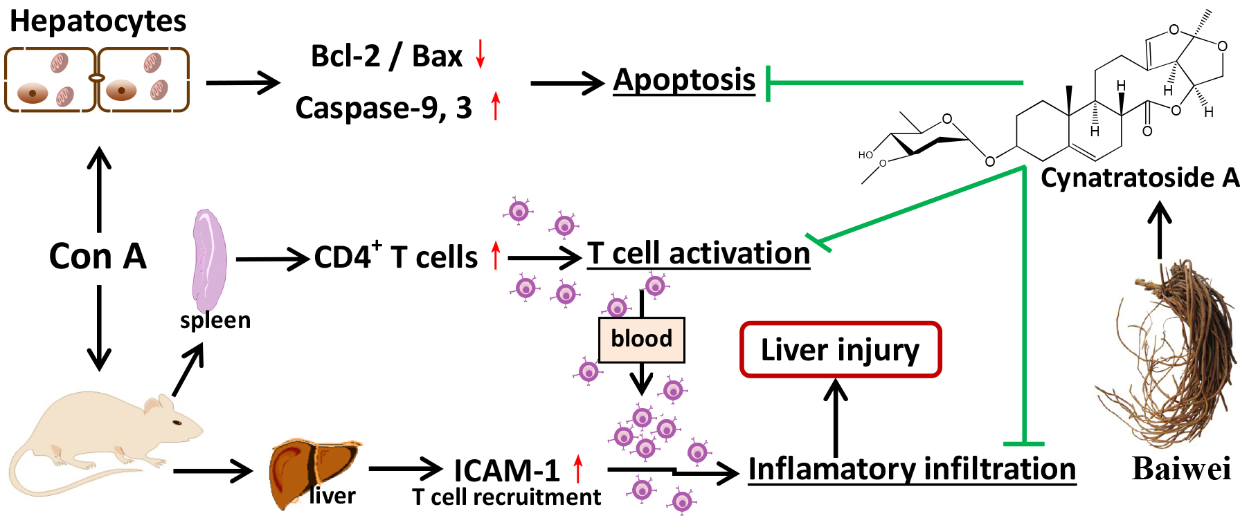 Molecules | Free Full-Text | A C21-Steroidal Glycoside from Cynanchum ...