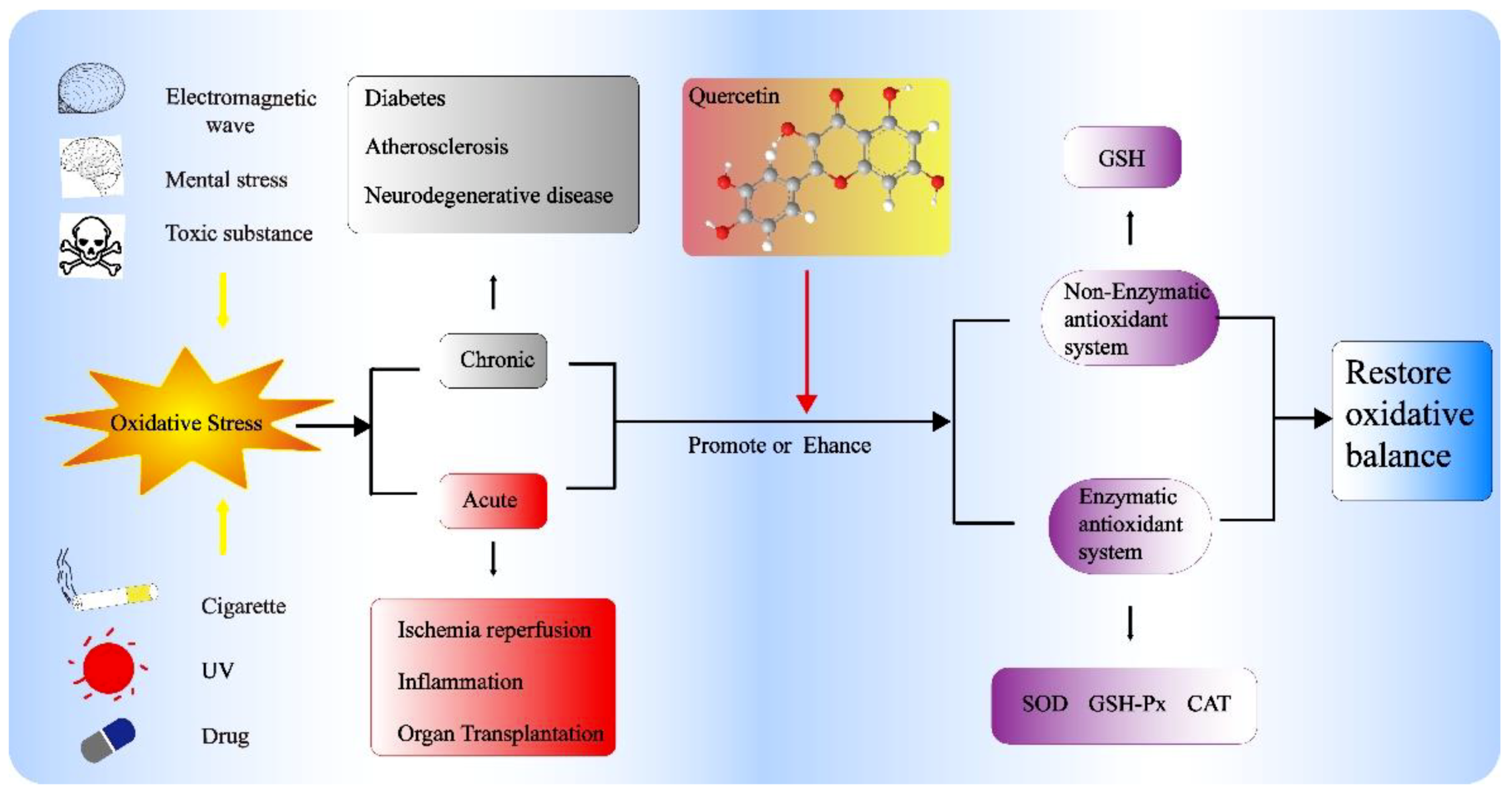 Molecules Free Full Text Antioxidant Activities Of Quercetin And