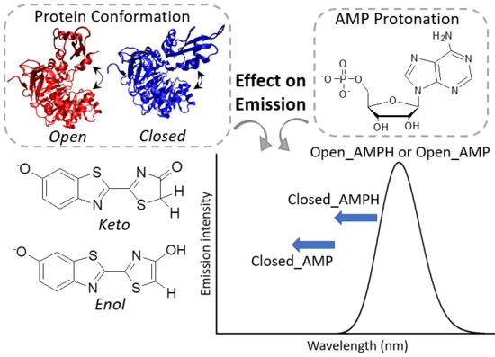 Molecules | Free Full-Text | Effect of Protein Conformation and AMP ...