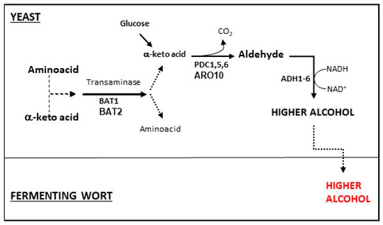 Beer Molecules and Its Sensory and Biological Properties: A Review