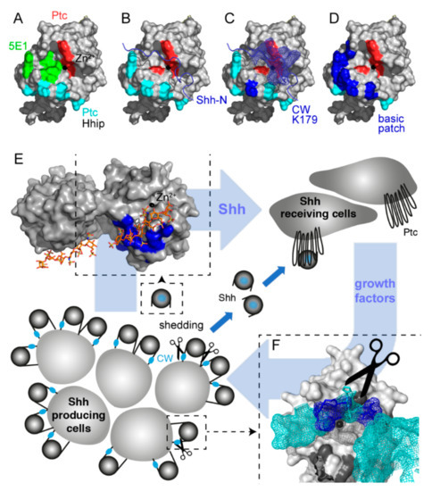 Molecules | Free Full-Text | Soluble Heparin and Heparan Sulfate ...