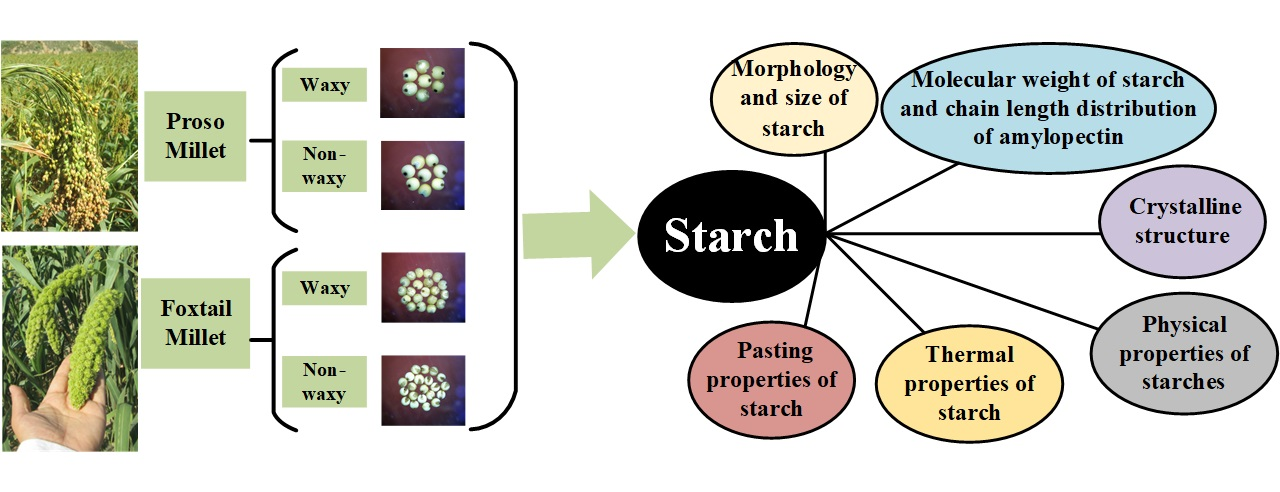 Molecules | Free Full-Text | Physicochemical Properties of Starches in Proso (Non-Waxy and Waxy ...