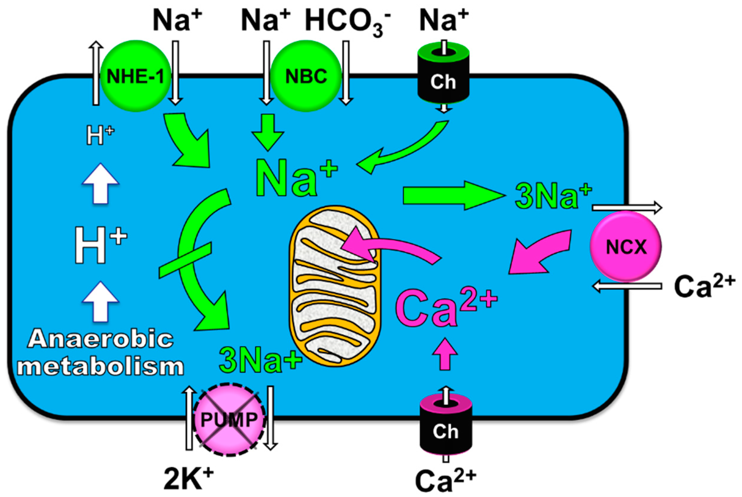 Sodium-Hydrogen Exchanger Isoform-1 Inhibition: A Promising Pharmacological Intervention for ...