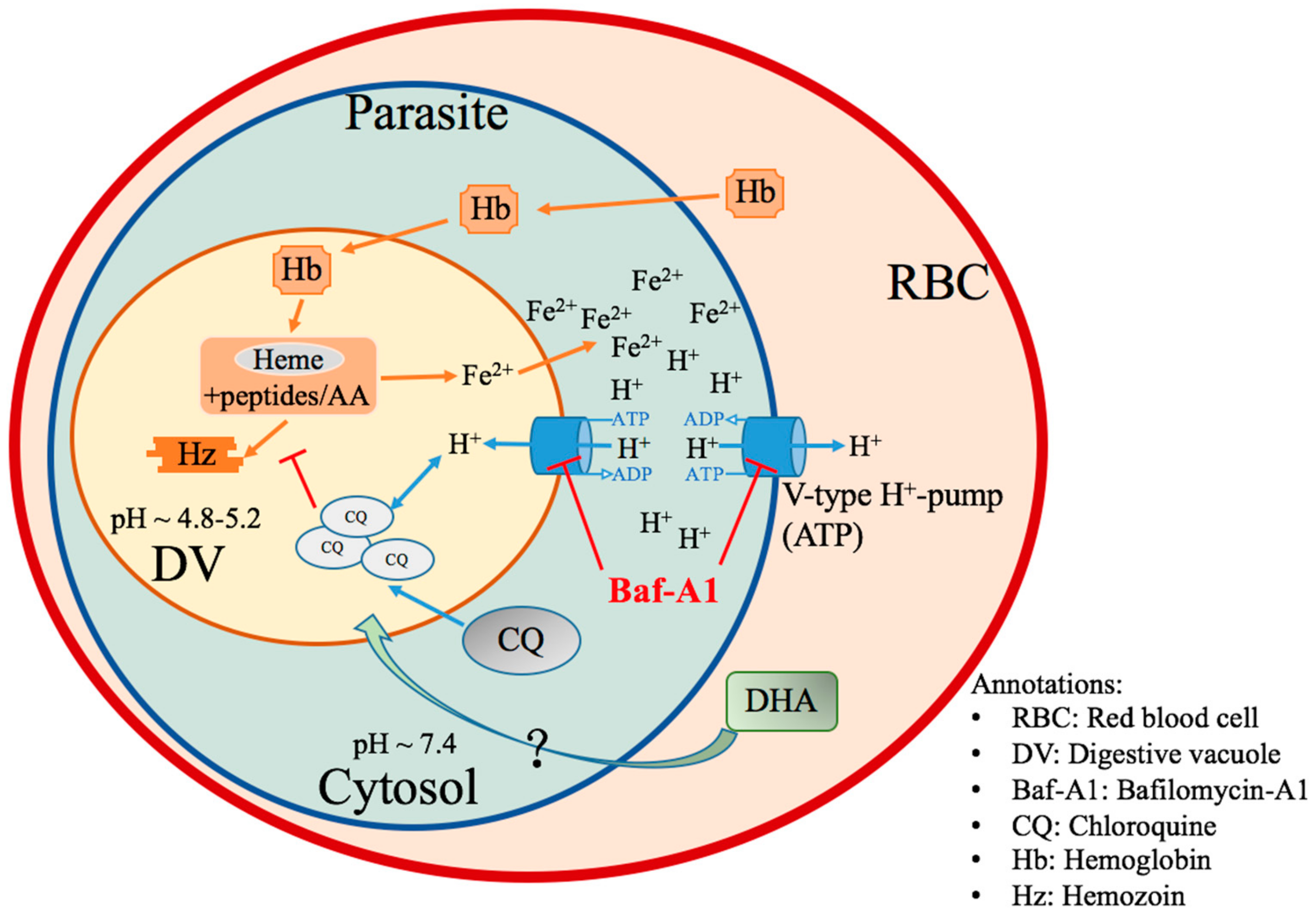 Chloroquine Mechanism Of Action Chloroquine Mechanism Of Action