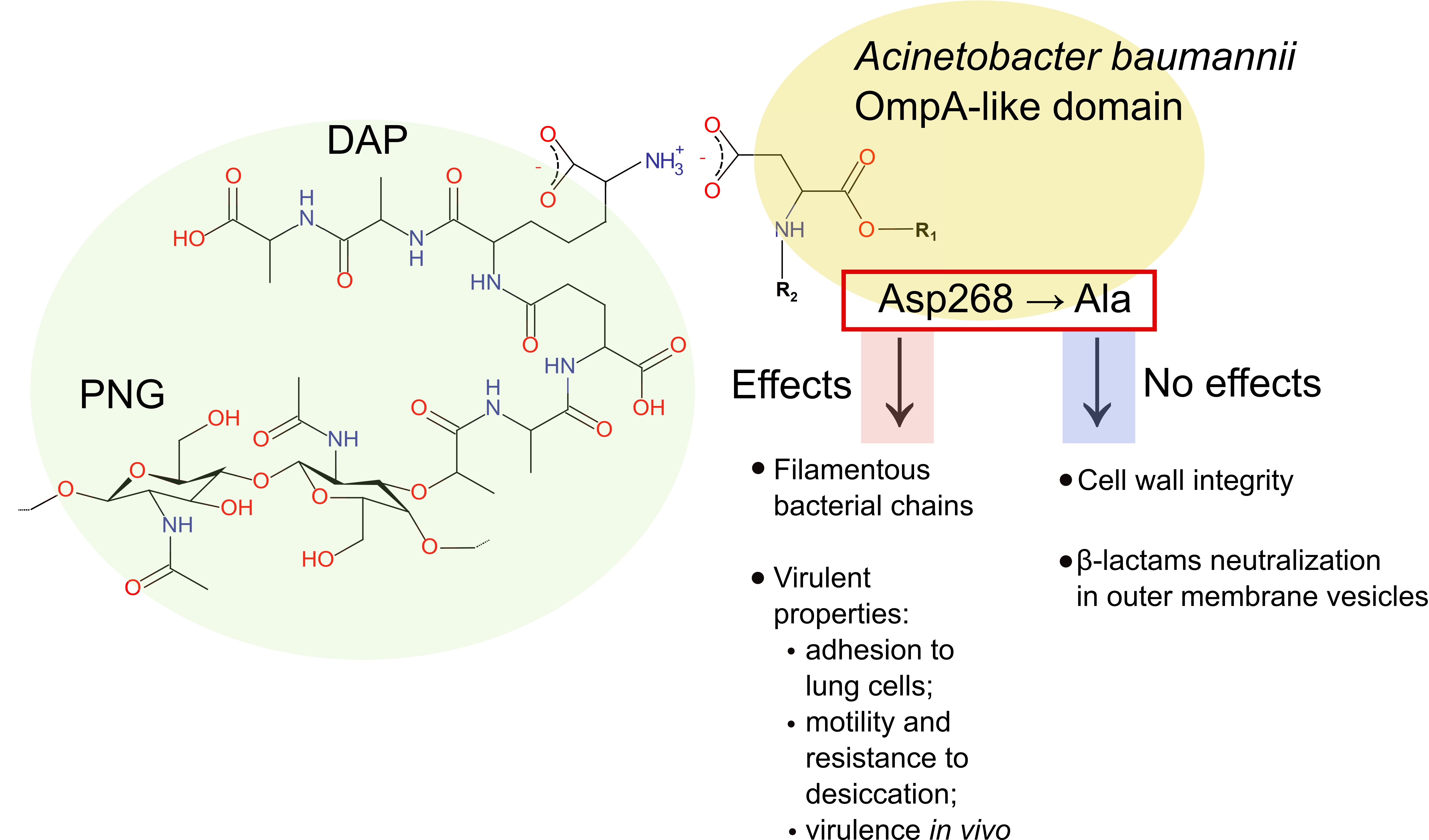 Molecules | Free Full-Text | The Mutation of Conservative Asp268 ...