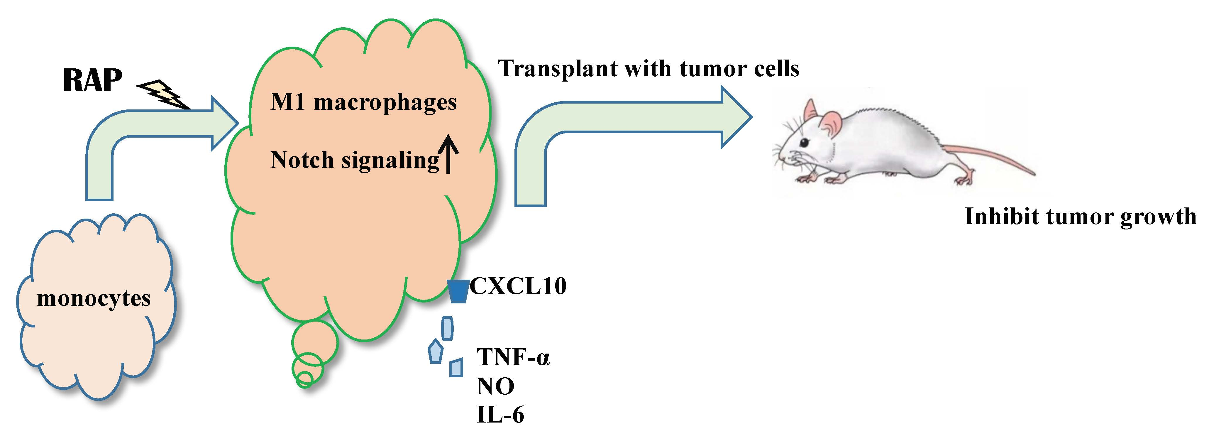 Molecules | Free Full-Text | Astragalus Polysaccharide RAP Induces ...