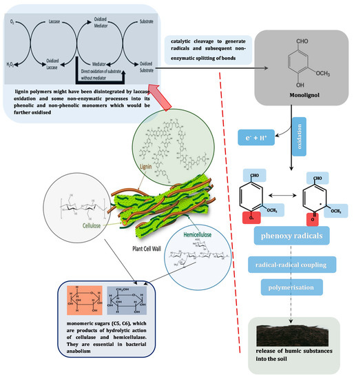 Molecules Free Full Text Aptitude Of Oxidative Enzymes For